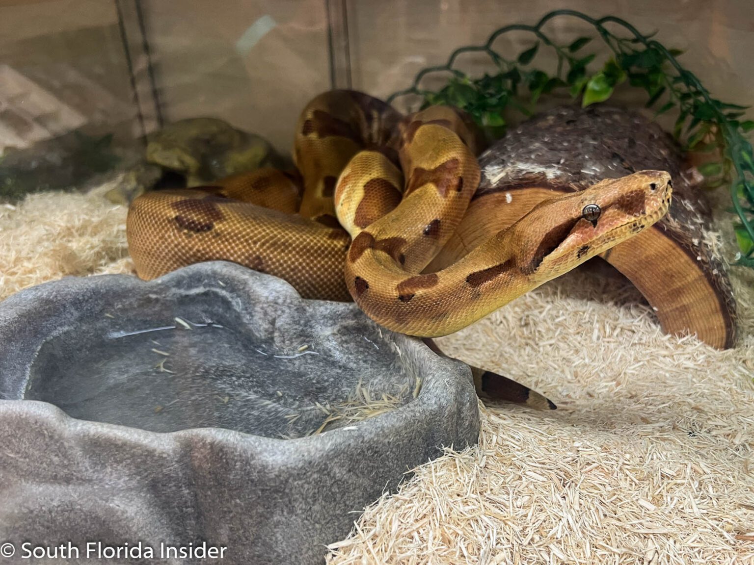 From Pet Store to Reptile Haven: The Evolution of Prehistoric Pets ...